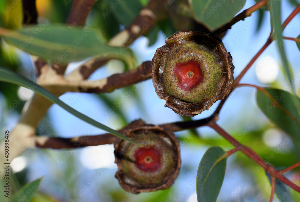 Foto de Stock Large gum nut fruits of the Australian native mallee gum ...