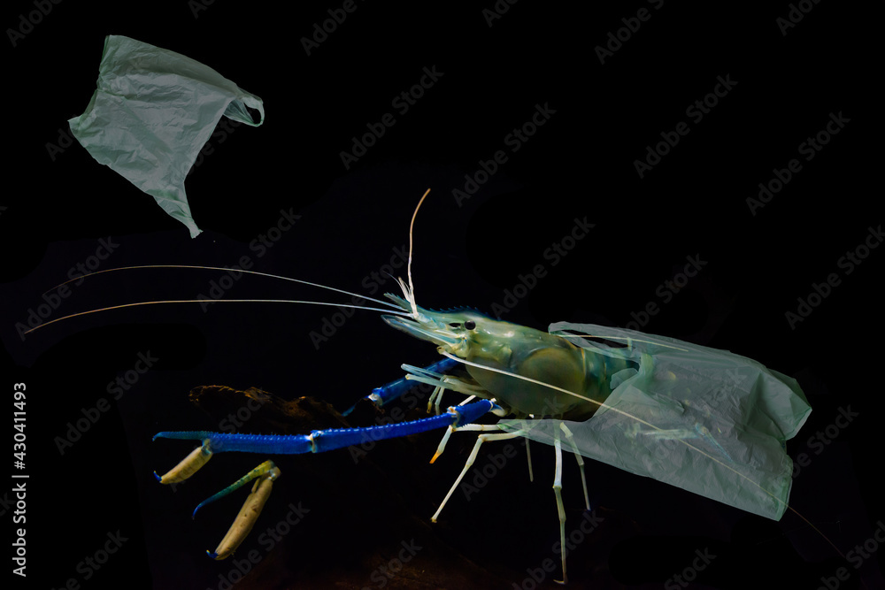 Plastic pollution and shrimp in ocean.environment conservation concept ...