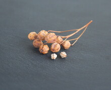 Yellow Syringa Seed Berries Free Stock Photo - Public Domain Pictures