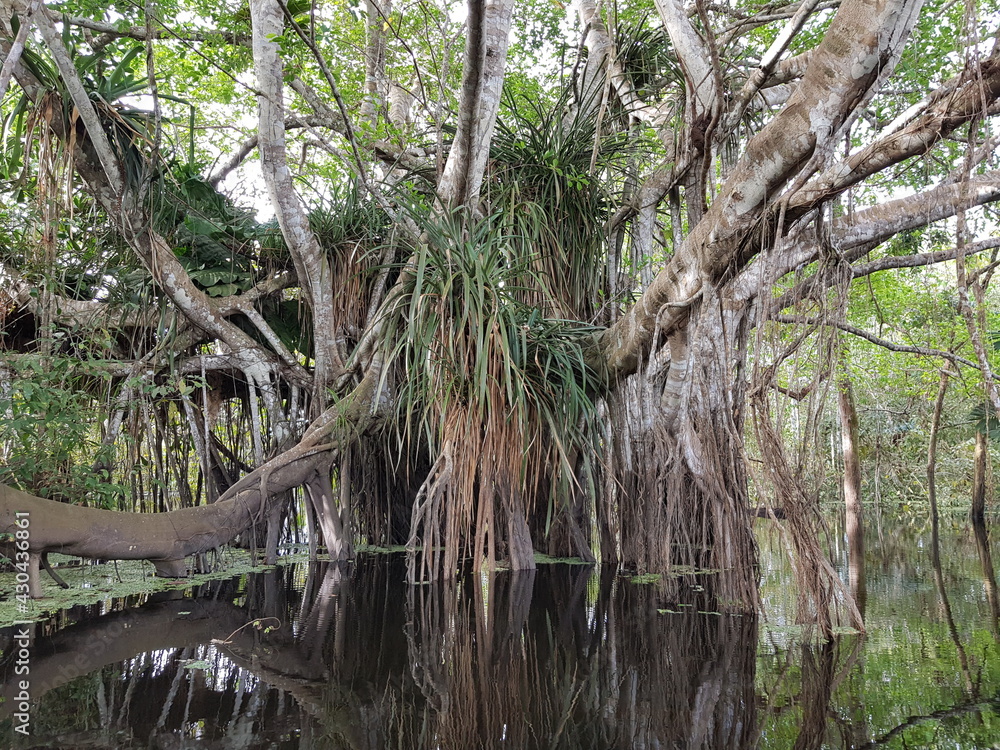 Ficus insipida is a tropical tree in the fig genus of the family ...