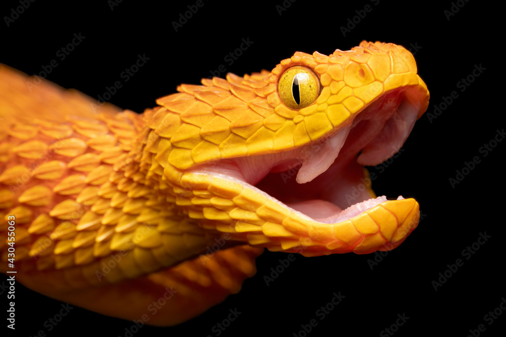 African Bush Viper (Atheris squamigera) with open mouth showing fangs ...