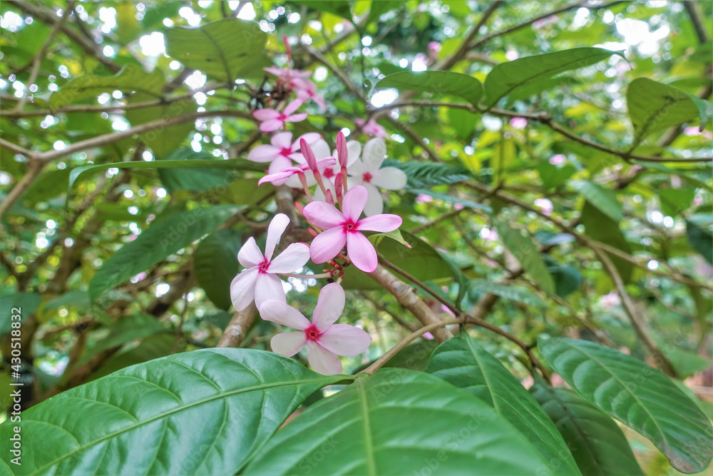 Blooming tropical tree kopsia fruticosa. On the branches there are pink ...