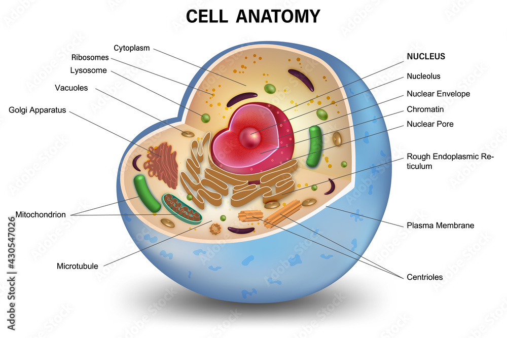 Cell cross section structure detailed colorful anatomy isolated on ...