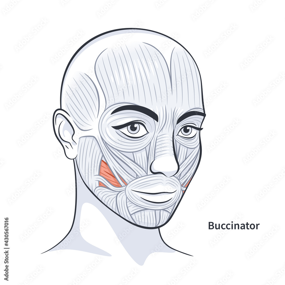 Buccinator. Facial muscles of the female. Detailed bright anatomy ...
