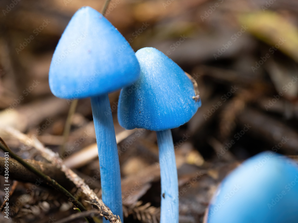 Blue Mushrooms