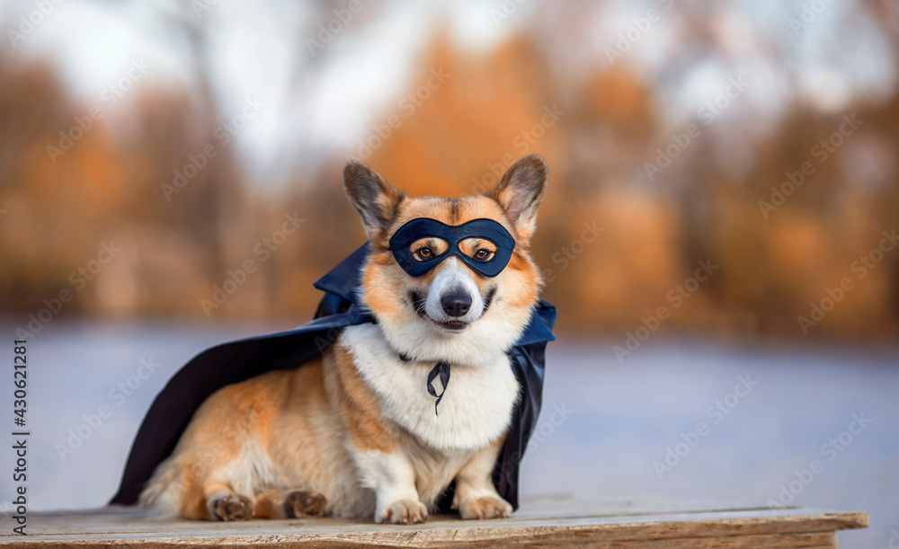 Corgi Superhéroe