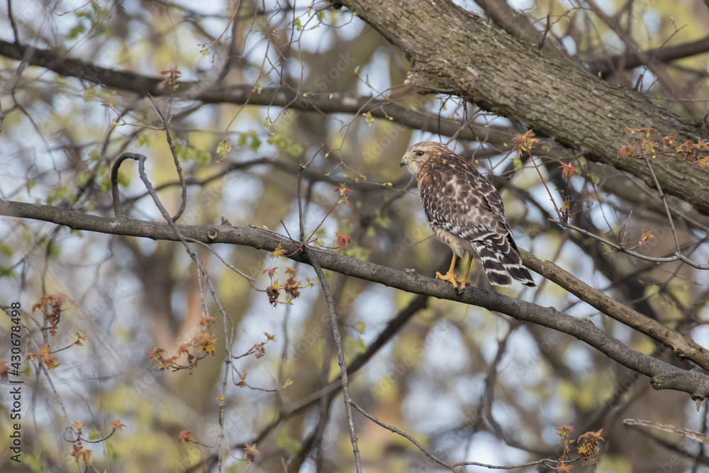 red shouldered hawk (Buteo lineatus) with prey - brown snake or De Kay ...