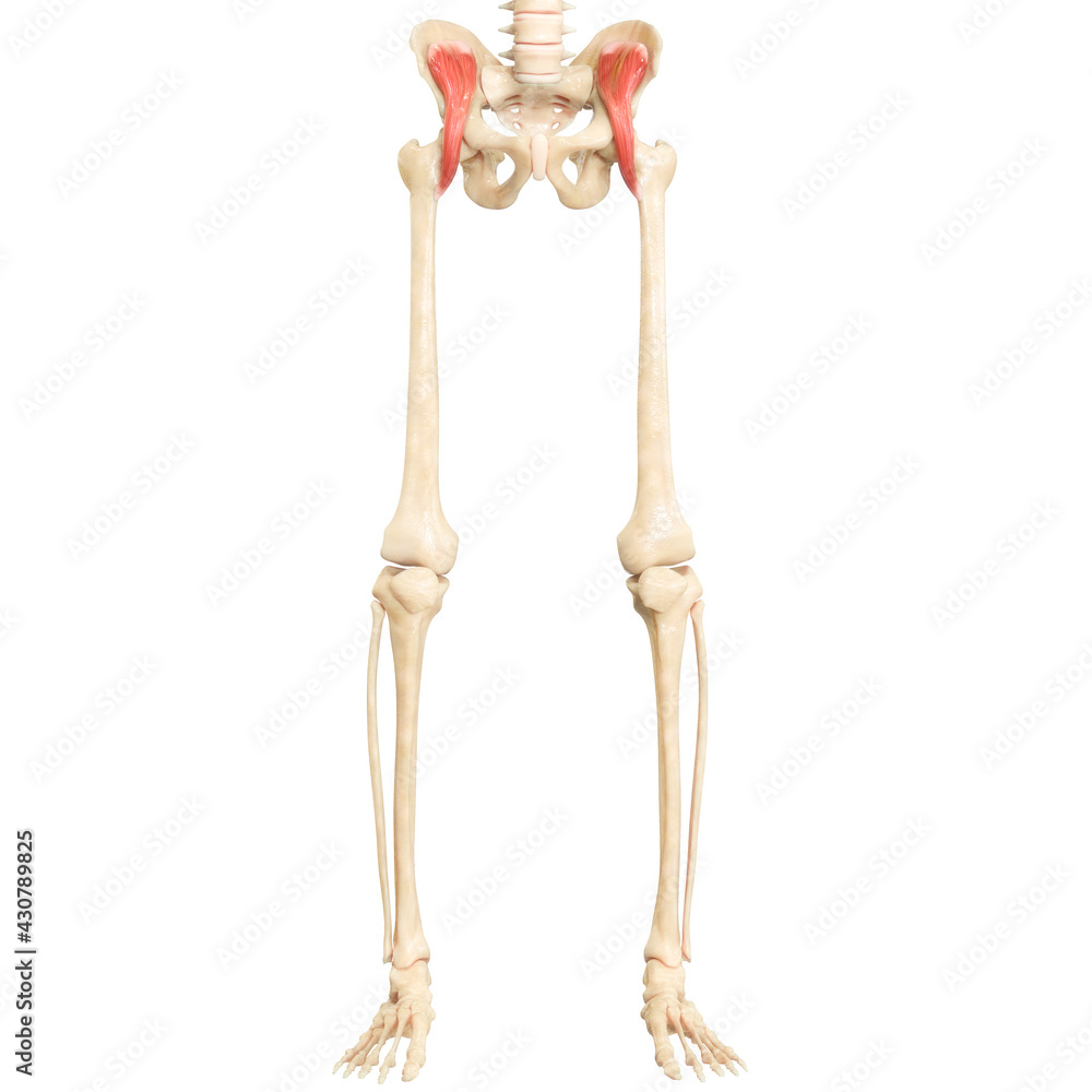 Human Muscular System Leg Muscles Iliacus Muscle Anatomy Stock ...