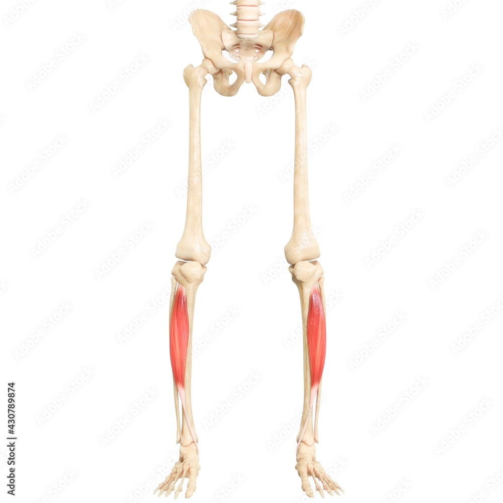 Human Muscular System Leg Muscles Tibialis Anterior Muscle Anatomy ...