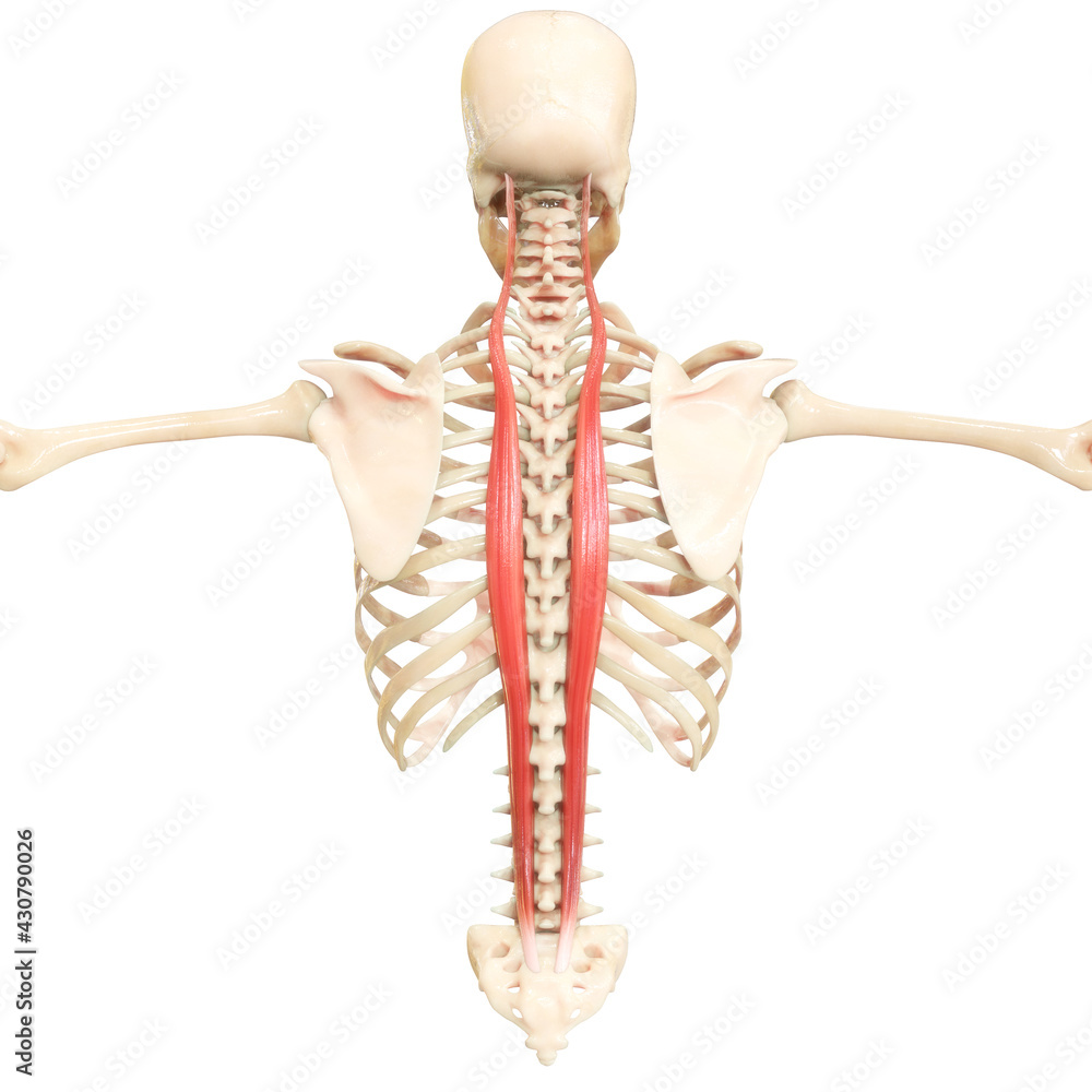 Human Muscular System Torso Muscles Longissimus Muscle Anatomy Stock ...