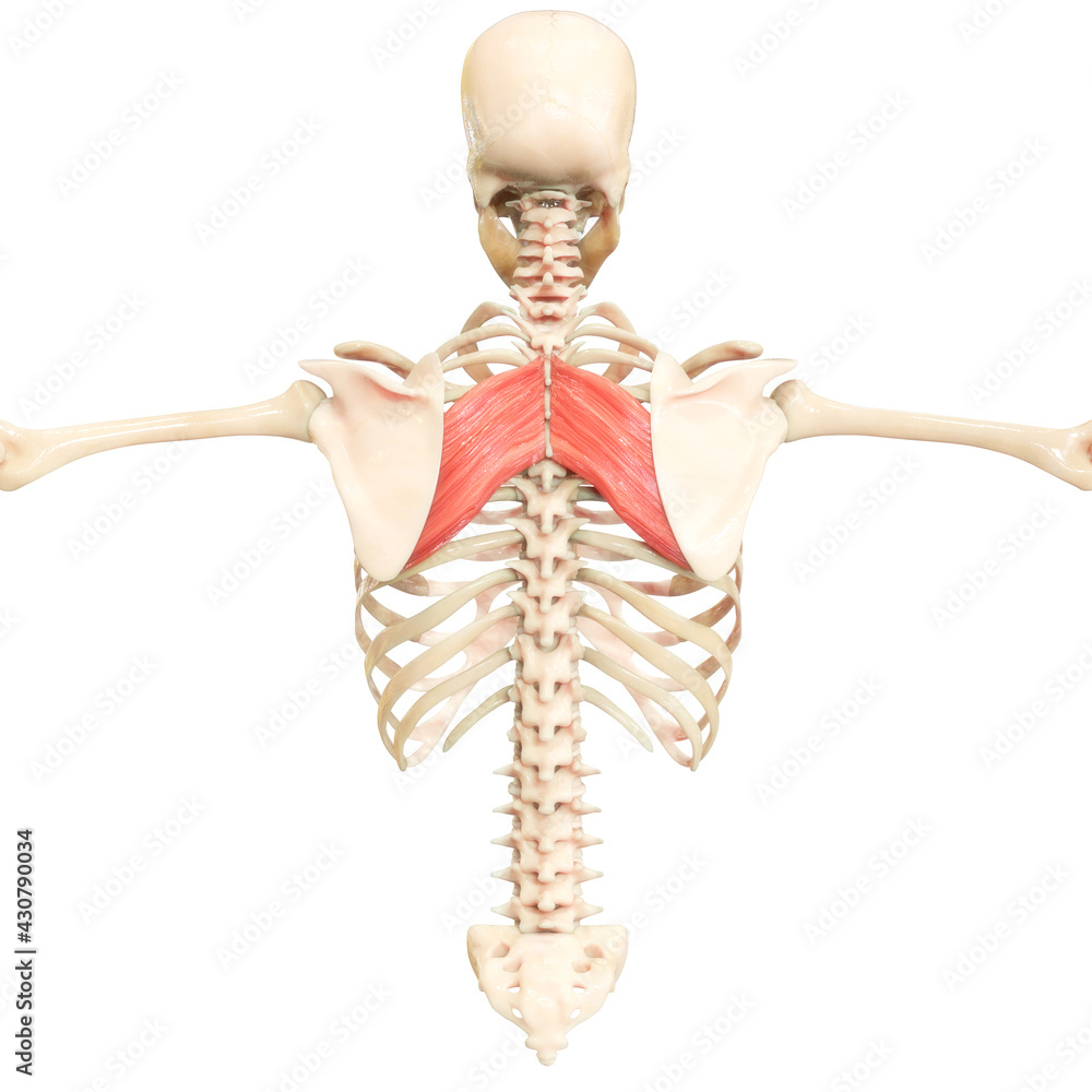 Human Muscular System Torso Muscles Rhomboid Major Muscle Anatomy Stock ...