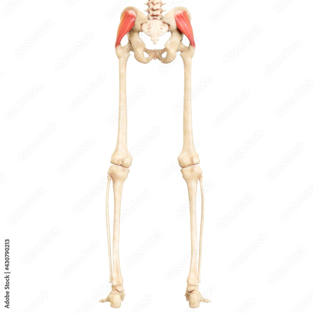 Human Muscular System Leg Muscles Gluteus Medius Muscle Anatomy Stock ...