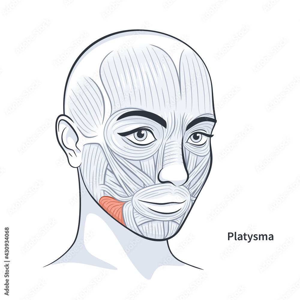 Platysma. Facial muscles of the female. Detailed bright anatomy ...