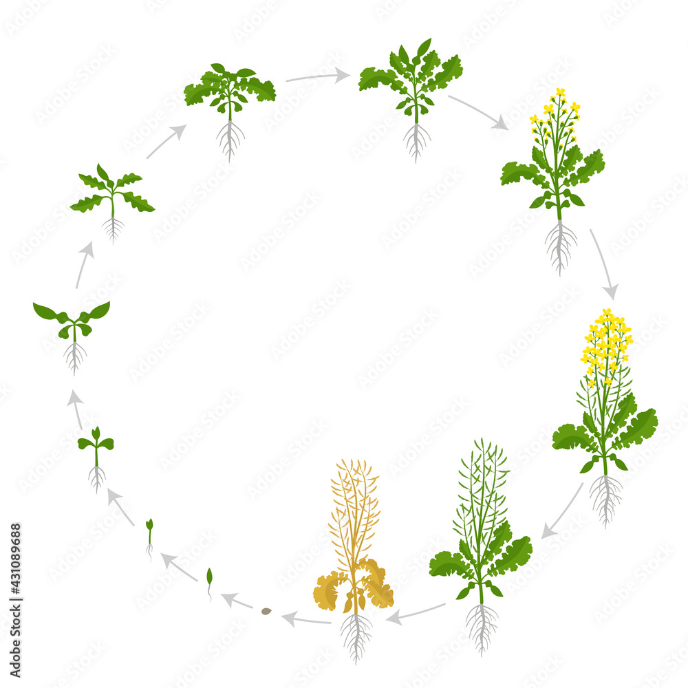 Rapeseed cycle of life. Oilseed plant round growth stages. Growing ...