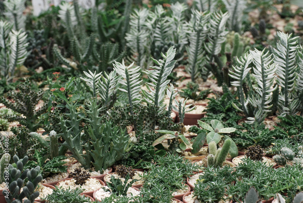 Green Candelabra Cactus plant at cactus farm or call Euphorbia lactea ...
