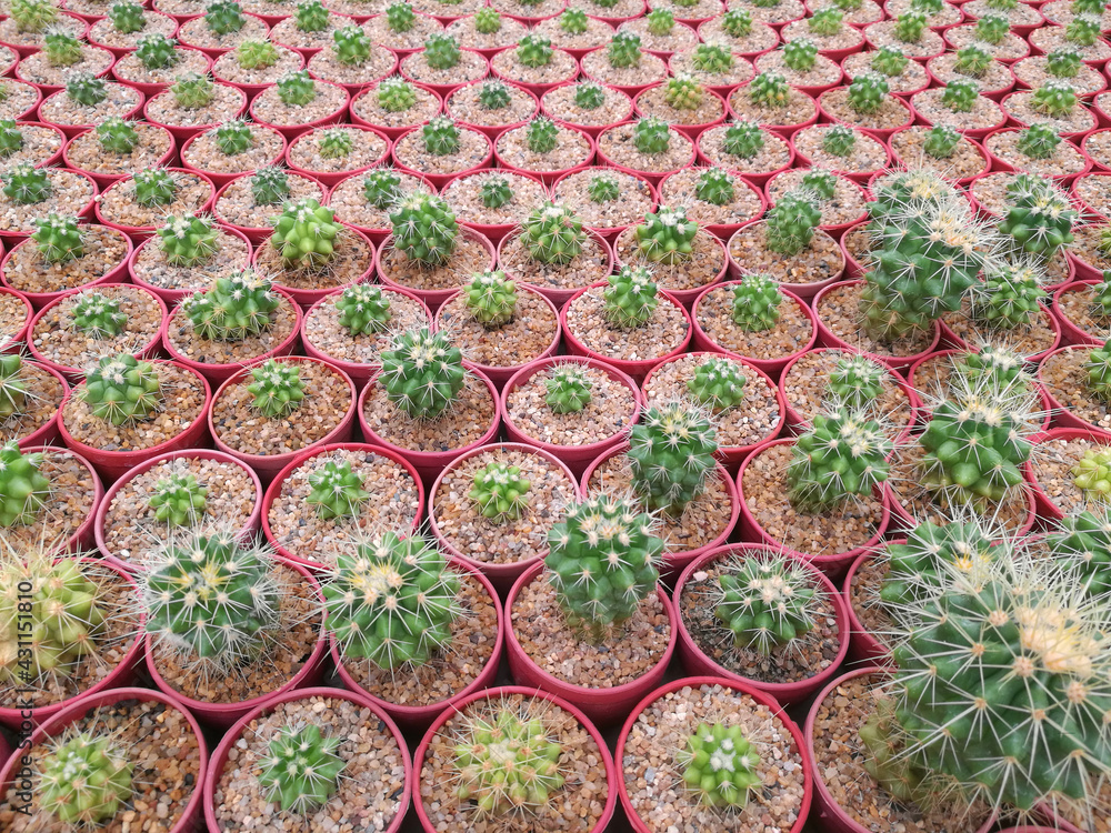 Arial view of Mini Cactus plant in the red pot at cactus farm or ...