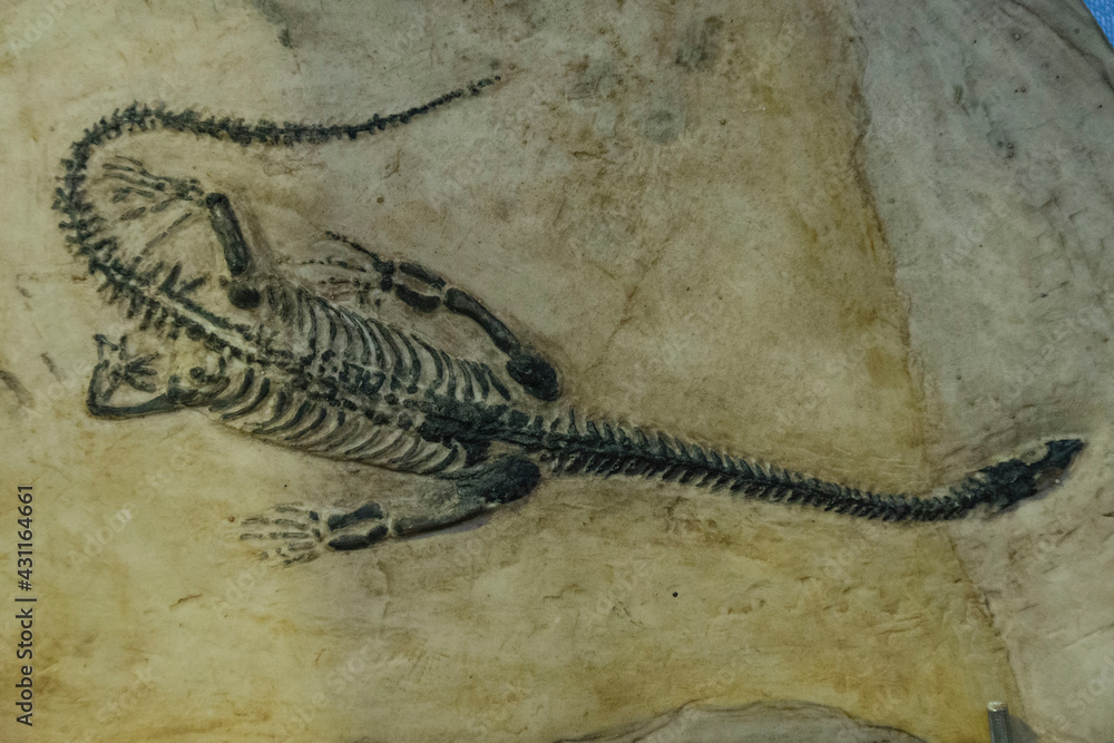 ภาพถ่าย Stock Cyamodus, hace 240 millones de anos,Dinosauria, museo de ...