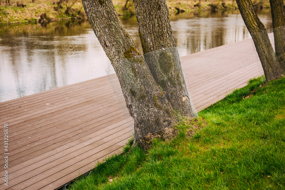 Protecting trees from beavers using wire mesh, protection of trees from ...