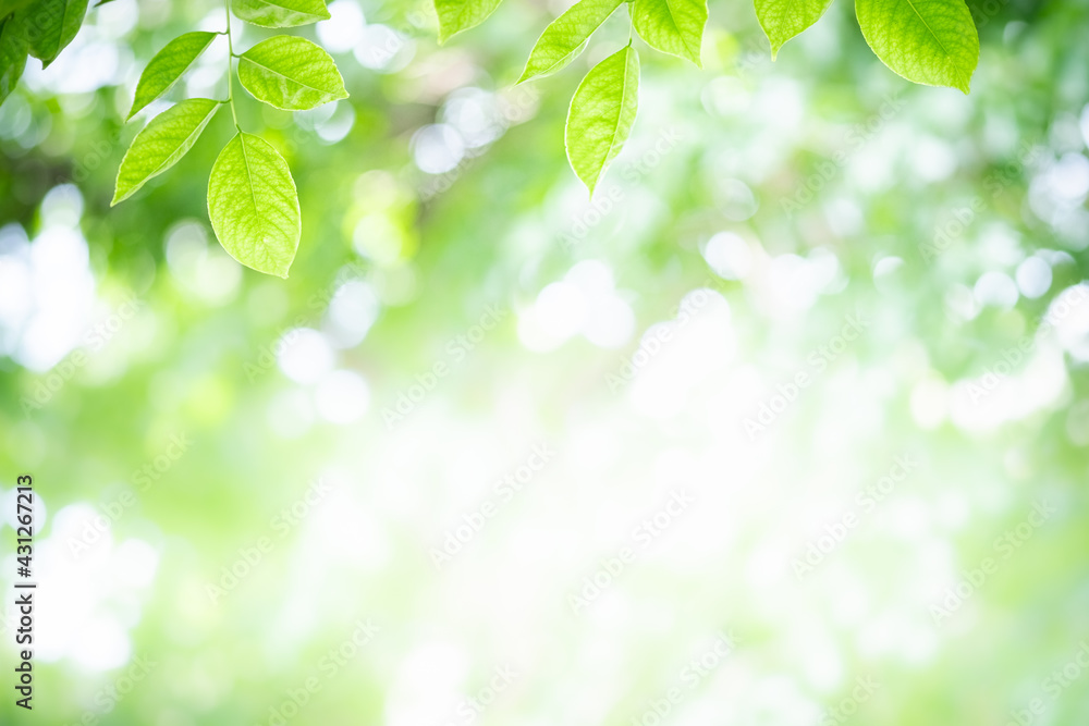 Amazing nature view of green leaf on blurred greenery background in ...