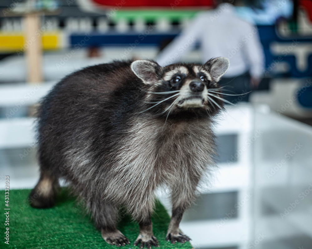 Foto de Stock raccoon, animal, wildlife, mammal, nature, wild, cute ...