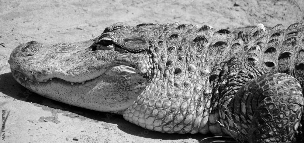 An alligator is a crocodilian in the genus Alligator of the family ...