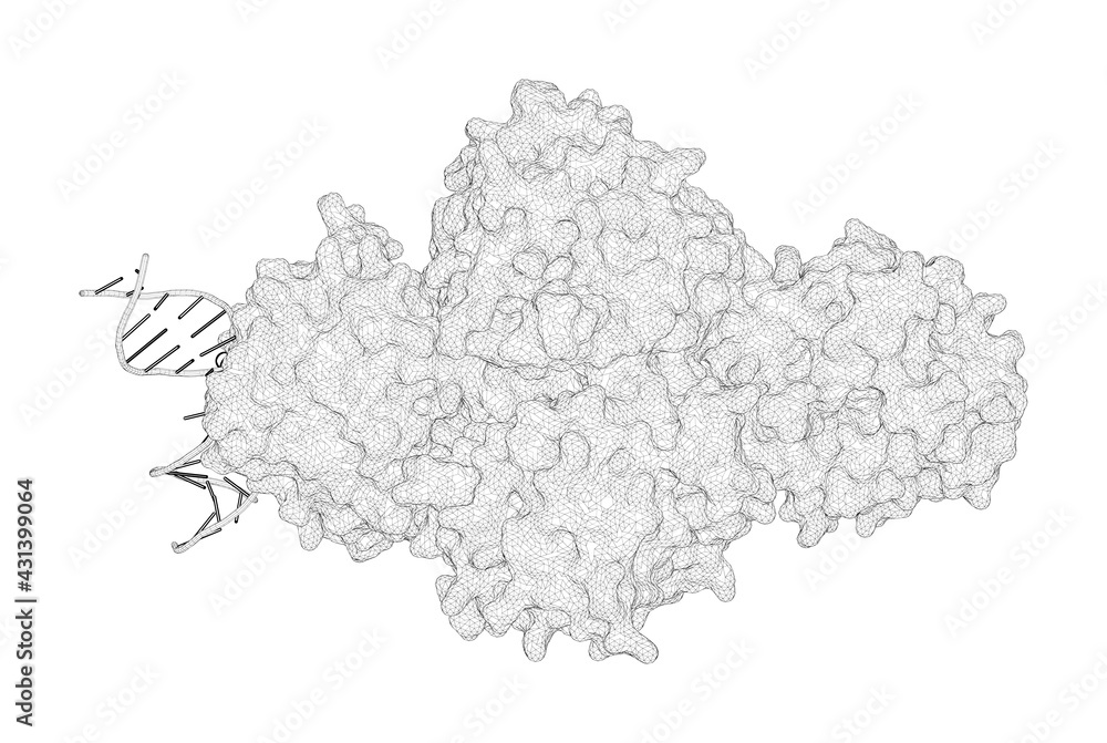 3D rendering as a line drawing of a biological molecule. The Molecular ...