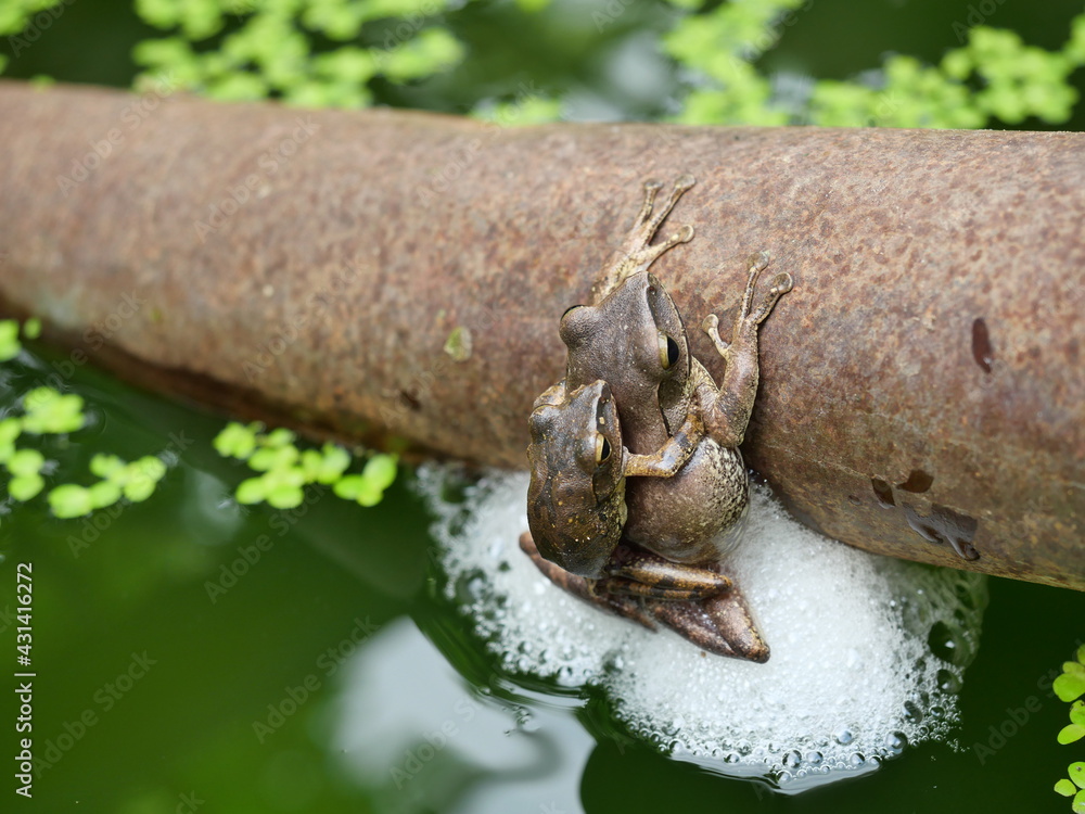 Common tree frog breeding by the male is hugged on the female back, Two ...