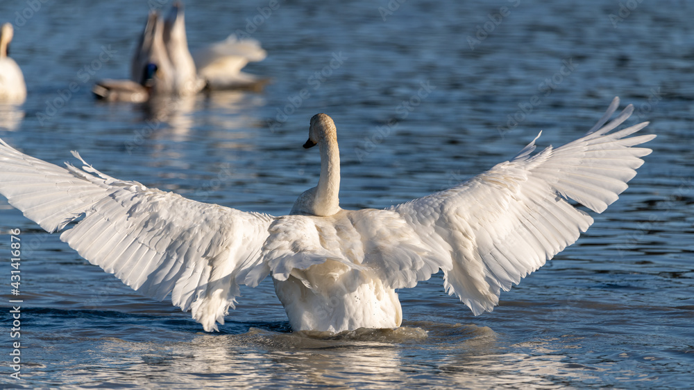 Foto Large trumpeter tundra arctic swan in northern Canada during ...