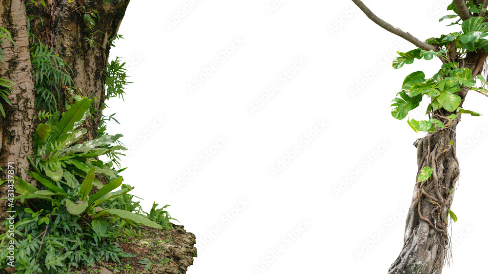 Nature frame of jungle trees with tropical rainforest foliage plants ...