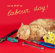 Labor Day Cats Poster Free Stock Photo - Public Domain Pictures