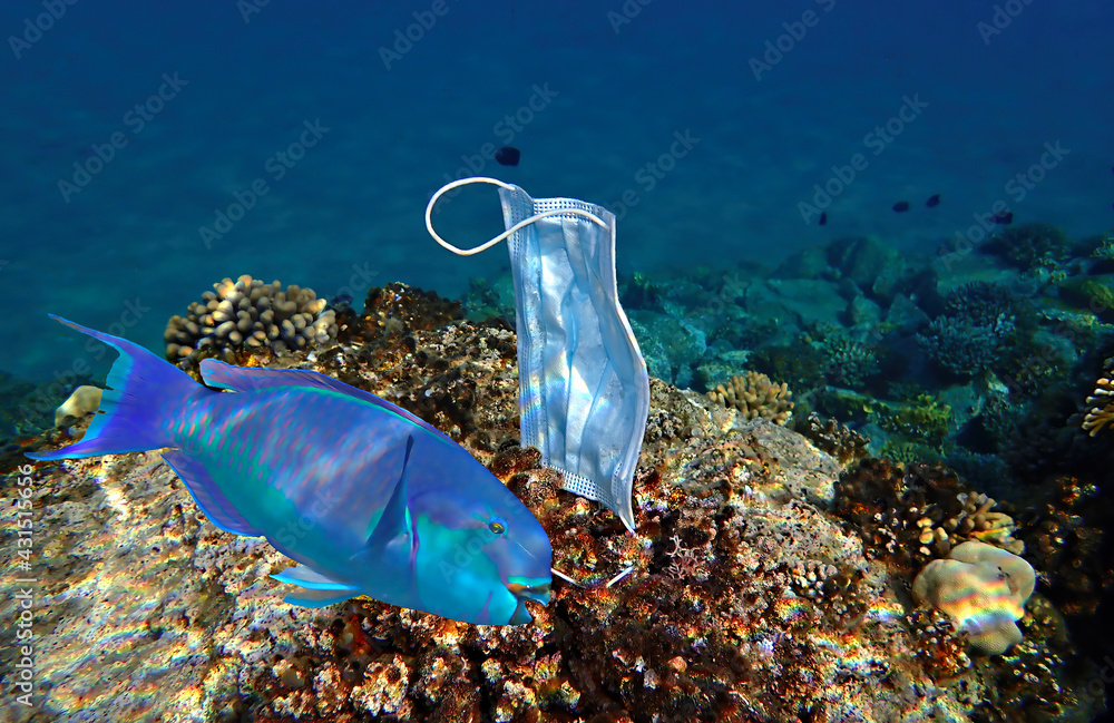 Discarded protection mask hooked on tropical coral reefs branches of ...