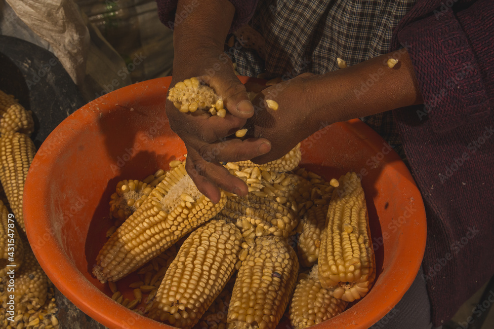 Indigenous Mexican women shelling white corn and putting it on ...