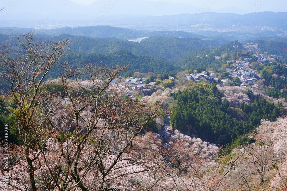 Yoshinoyama sakura cherry blossom during spring. Mount Yoshino in Nara ...