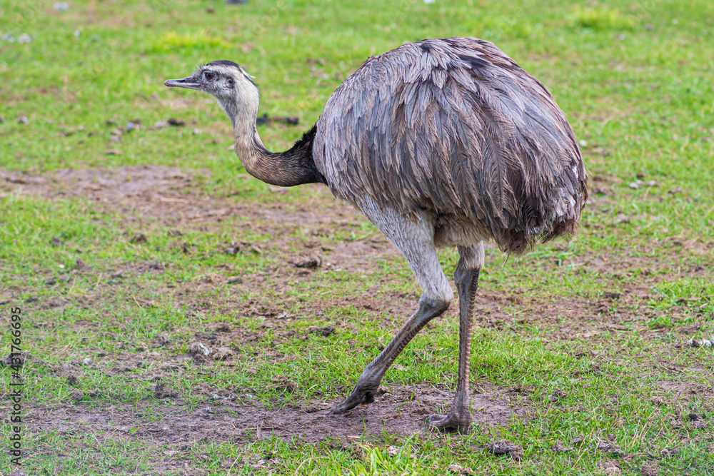 Photo Stock Greater rhea, species of flightless bird native to eastern ...