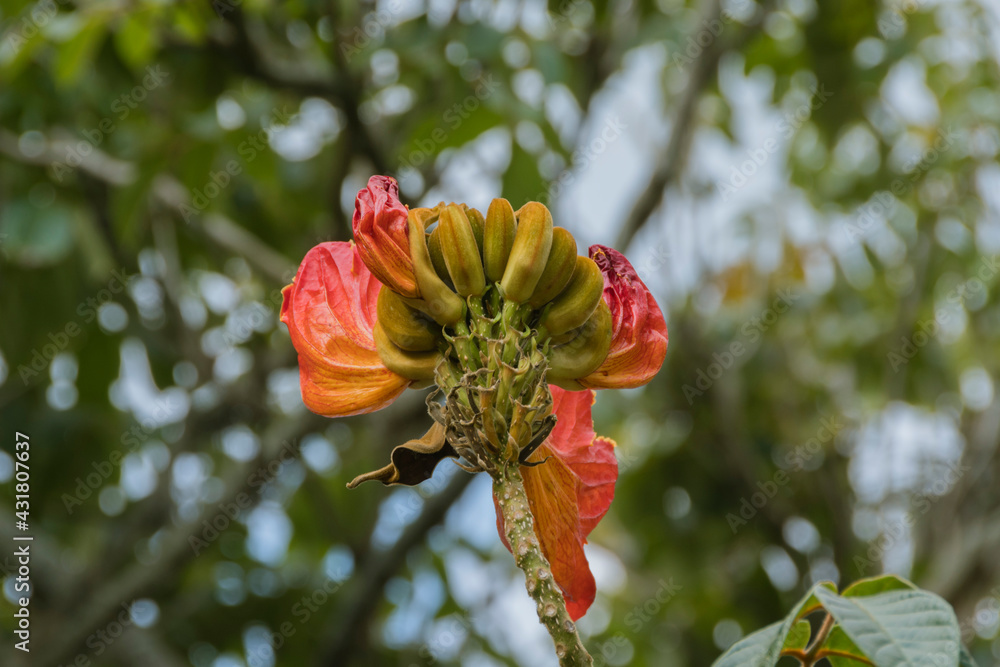 Exotic African tulip tree, African tulip, fireball, forest flame, flame ...