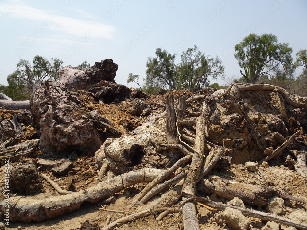 [Madagascar] The sacred baobab tree "Tsitakakoike" that collapsed due ...