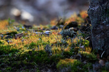 Moss And Lichens Close-up Free Stock Photo - Public Domain Pictures