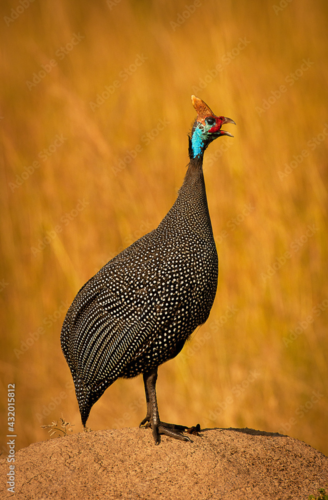 A helmeted guinea fowl calls to his mate in the Masai Mara, Kenya ...