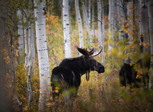 Autumn Fall Moose Free Stock Photo - Public Domain Pictures