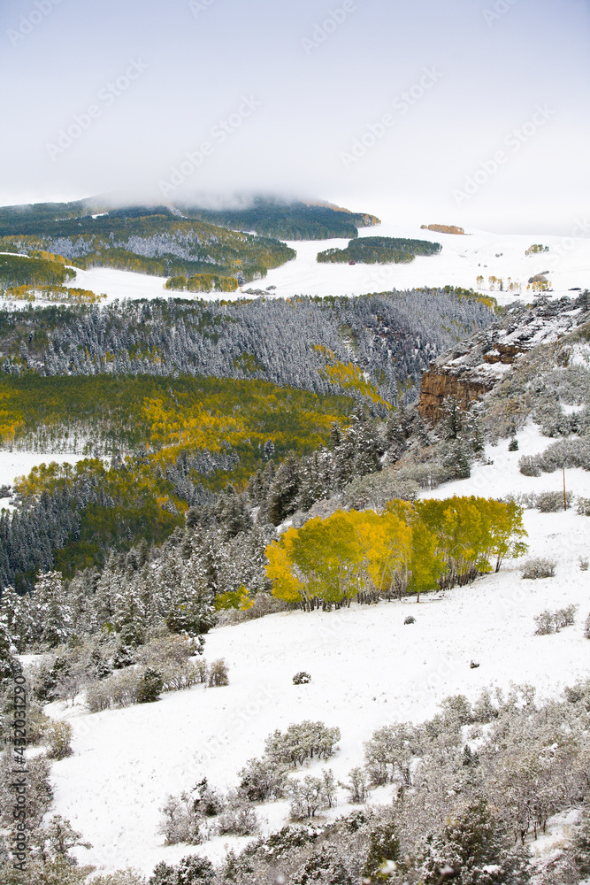 The first major snowfall coats Aspen and Pine trees in Telluride's box ...