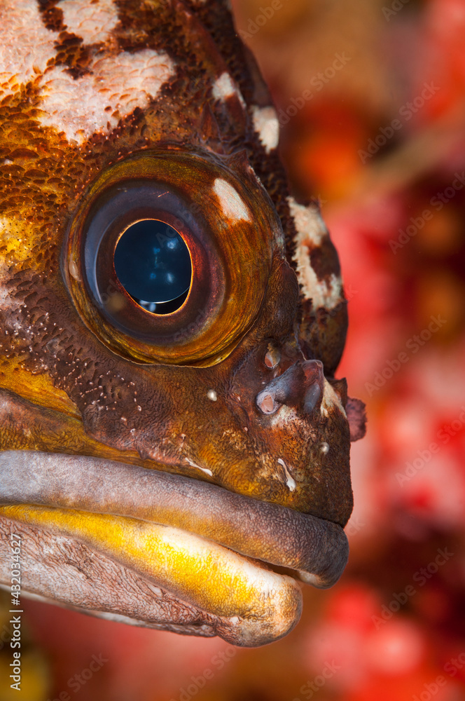 Underwater portrait of a gopher rockfish, Sebastes carnatus, taken ...