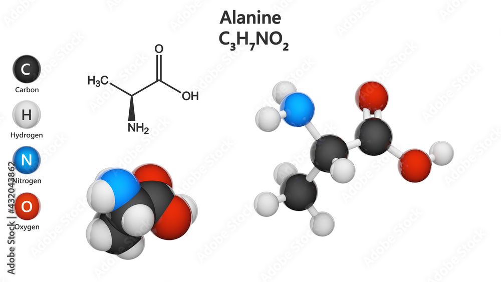 Alanine (symbol Ala or A) is a small non-essential amino acid in humans ...