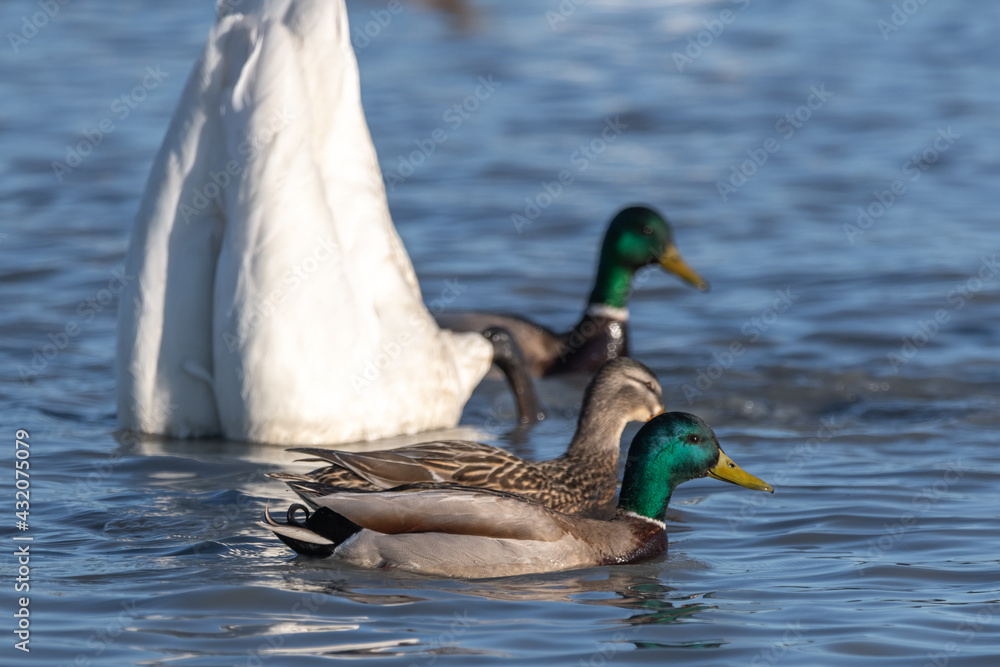 Two mallard, green headed ducks swimming in open blue water with a ...