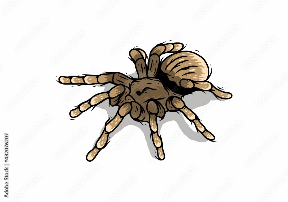 Line art drawing illustration of tarantula Stock Vector | Adobe Stock