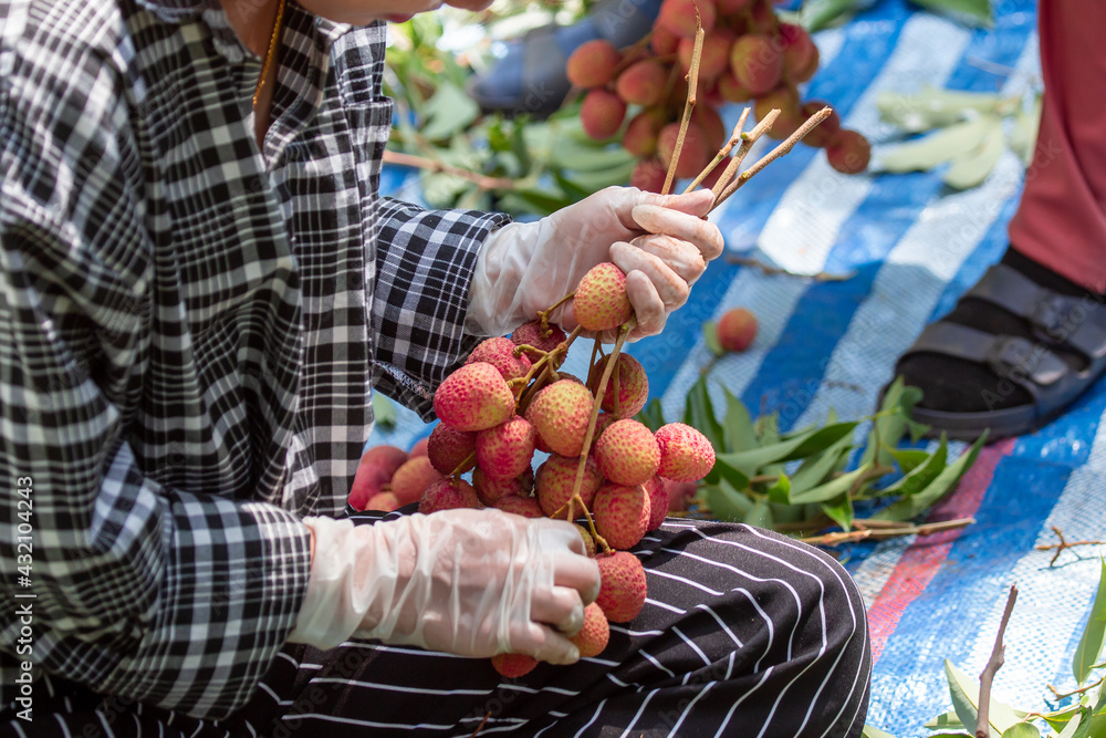 Big red lychees are being picked in the garden. Girl, planters, clear ...