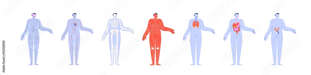 Human body anatomy and its internal structures. Charts of nervous ...