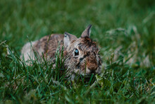 Easter Spring Rabbit Squirrel Free Stock Photo - Public Domain Pictures