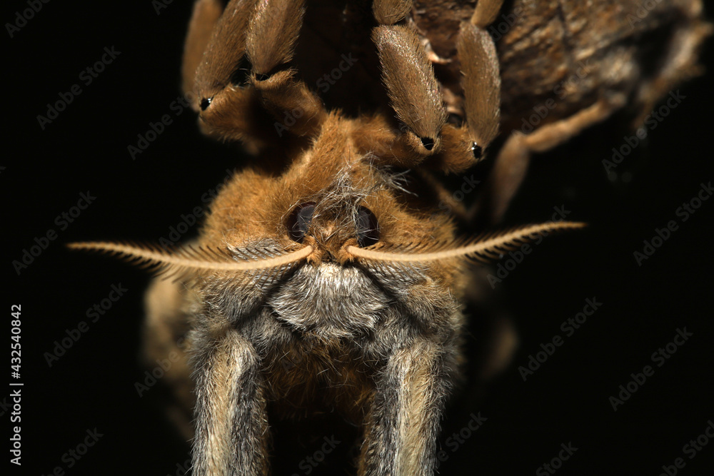 Close up of the face of an adult female Polyphemus Moth showing the ...