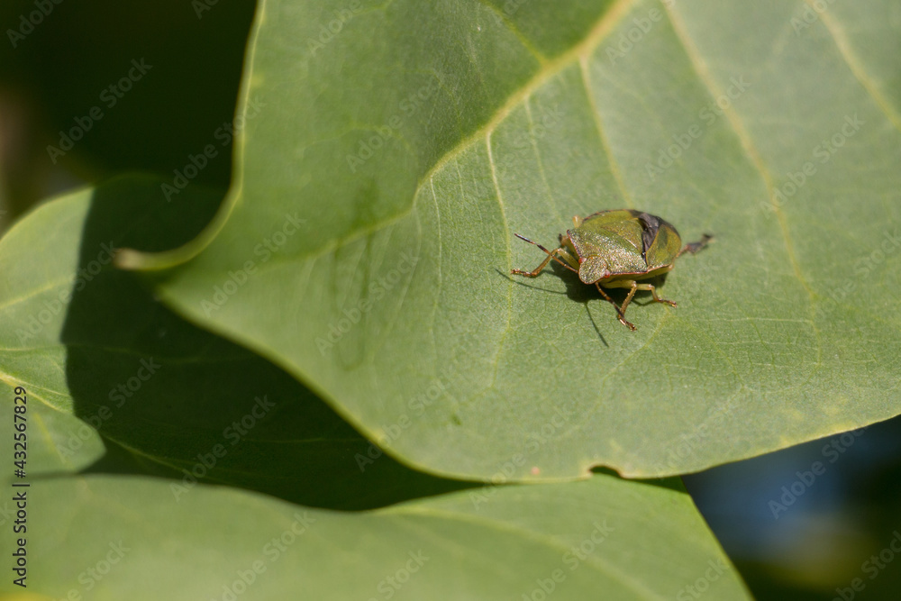 Common green shieldbug, shield bug, Palomena prasina or stink bug ...