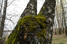Two Tree Trunks Growing Together Free Stock Photo - Public Domain Pictures